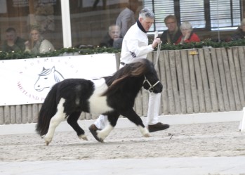 One Moment in Time of Duke Stable | De Groenkamp